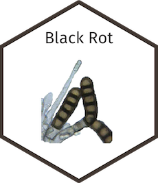 Calibrachoa and Black Rot | Lindsey Becker, Ph.D.